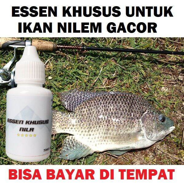 ESSEN KHUSUS UNTUK IKAN NILEM PALING AMPUH 3OML | Lazada Indonesia ESSEN KHUSUS UNTUK IKAN NILEM PALING AMPUH 3OML | Lazada Indonesia