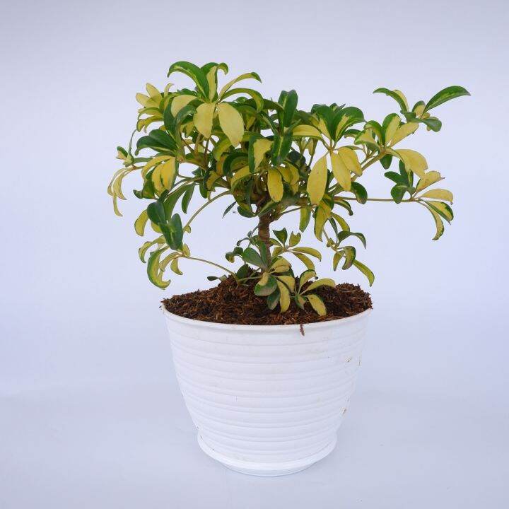 Tanaman Hias Bunga WALI SONGO - Bibit Hidup Tanaman Tanaman Schefflera ...