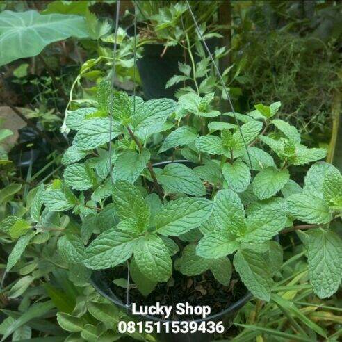 pohon Mint / tanaman Pohon MINT / pohon Obat Mint | Lazada Indonesia
