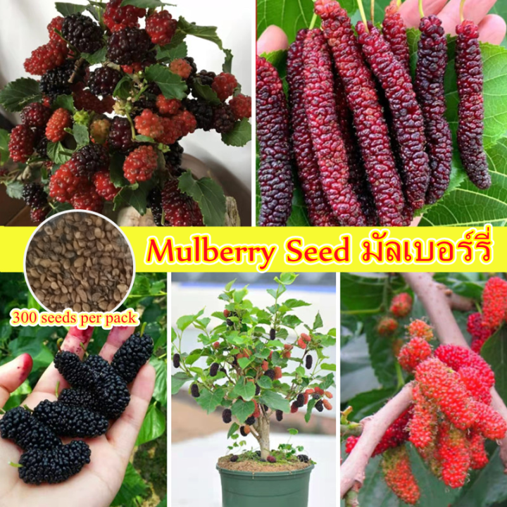 [Quick Delivery] Mulberry Seeds for Sale (300 Seeds Per Bag) Balcony ...