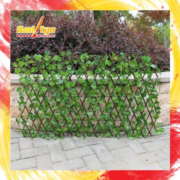 Pagar Plastik Tanaman Rambat, Daun Pagar Rambat Bisa Merenggang Maximal ...