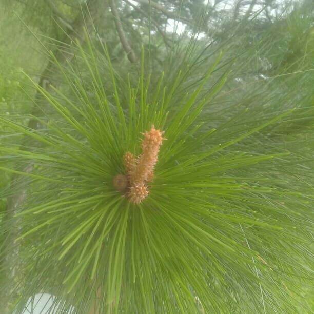 Daun pinus segar organik 1kg | Lazada Indonesia