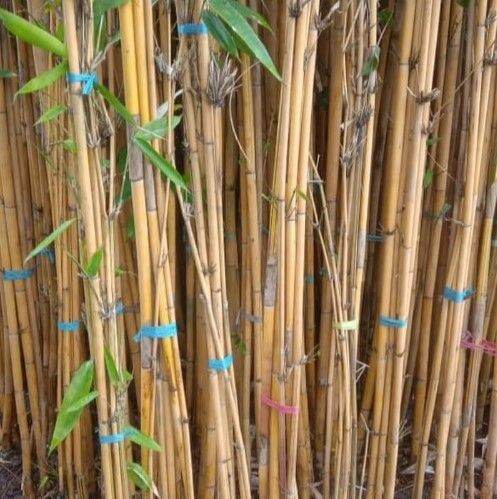 bambu kuning - pohon bambu kuning - tanaman pagar bambu kuning | Lazada ...