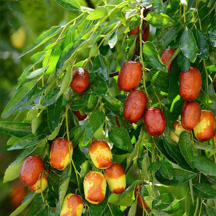 jujube chinese dates mansanitas fruit tree seeds | Lazada PH