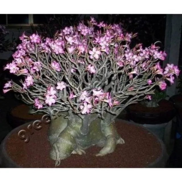 isi paket: 2 BENIH ADENIUM Black RCN juga dikenal sebagai Siam Majestic ...