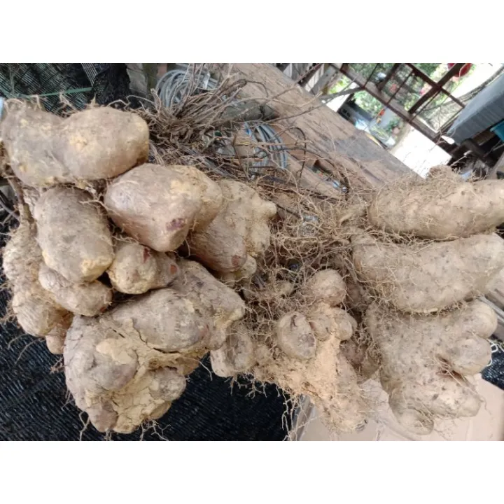 2kg Ubi itik / ubi badak /potato/ubi | Lazada