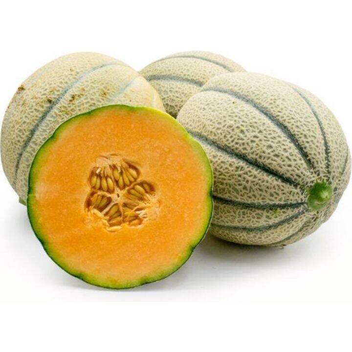 isi 5 benih biji melon zebra king hidroponik seeds/benih biji | Lazada ...
