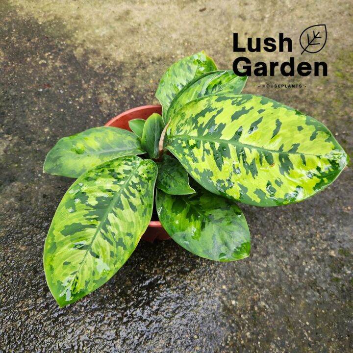 Homalomena Army / Homalomena Wallisii Camouflage 迷彩千年健 / 彩春雪芋 150mm Pot ...