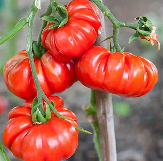 Beefsteak Tomato Heirloom Kamatis Vegetable Seeds ( 100 seeds ) - Basic ...