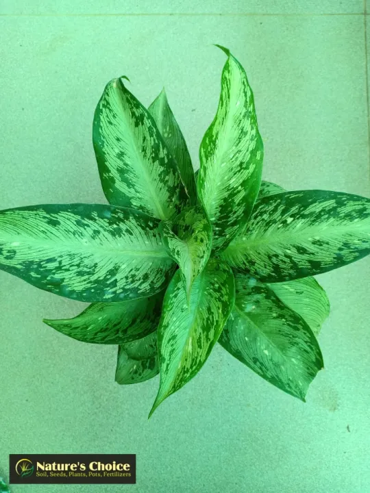 Aglaonema Emerald Bay (Last 2 Stocks) with FREE garden soil, plastic ...