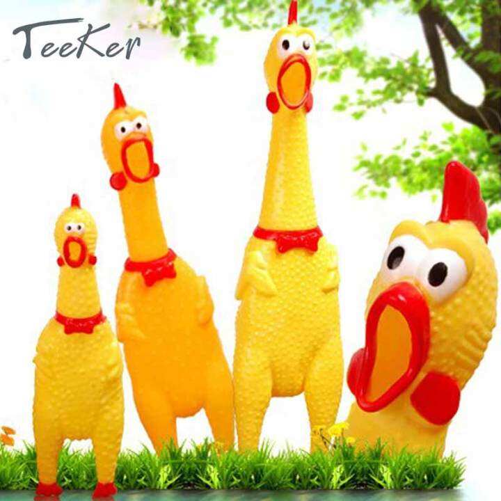 Teeker Screaming Chicken Decompression and Sounding Strange Screaming ...