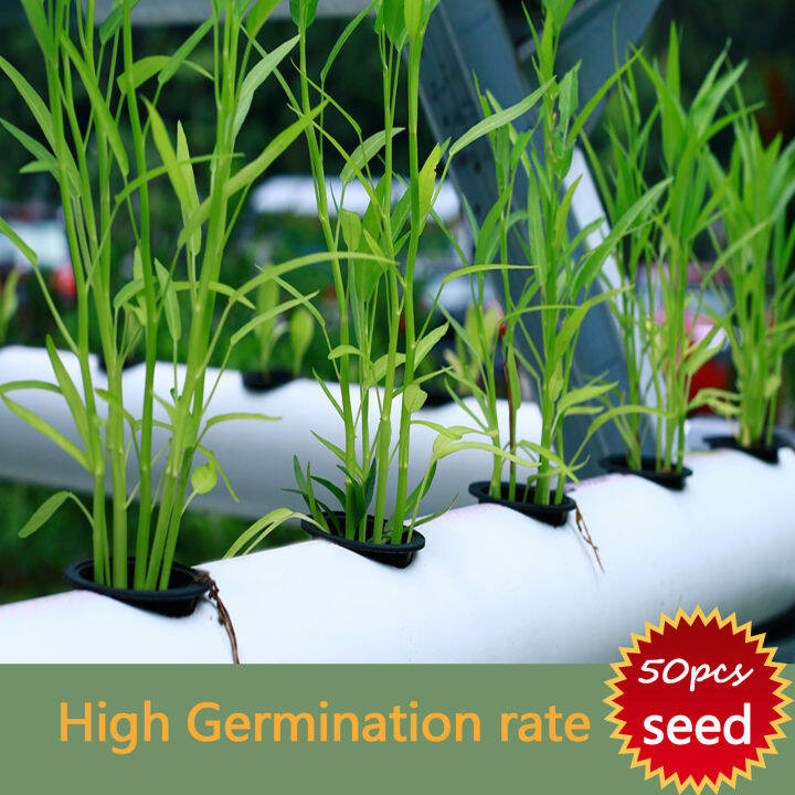 High Yielding Variety Chinese Kangkong Seeds / Water Spinach Seeds for ...
