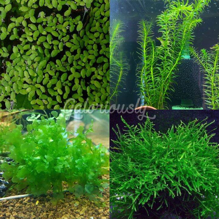 Aquatic Plant Aquarium Moss Floating Plant for Guppies Betta Fish ...