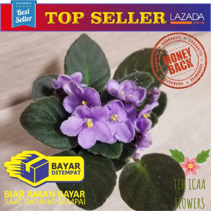 Tanaman hias violces Tanaman african violet Tanaman Hias African Violet ...