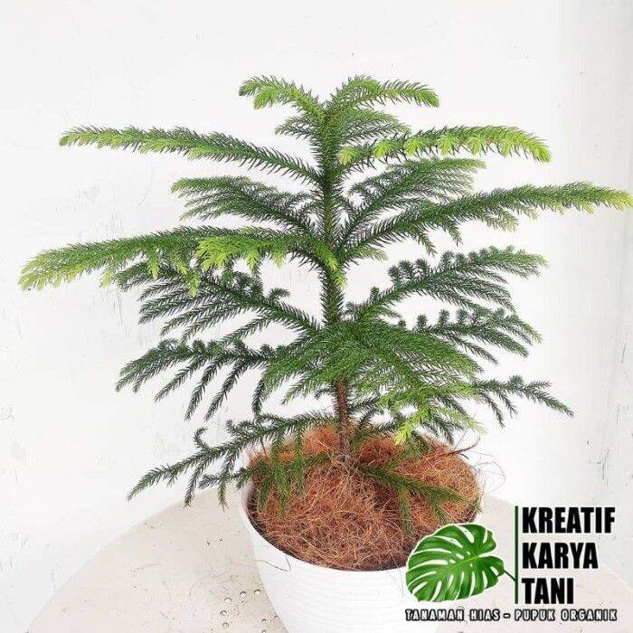 Tanaman hias pohon cemara norfolk - Cemara Norfok | Lazada Indonesia