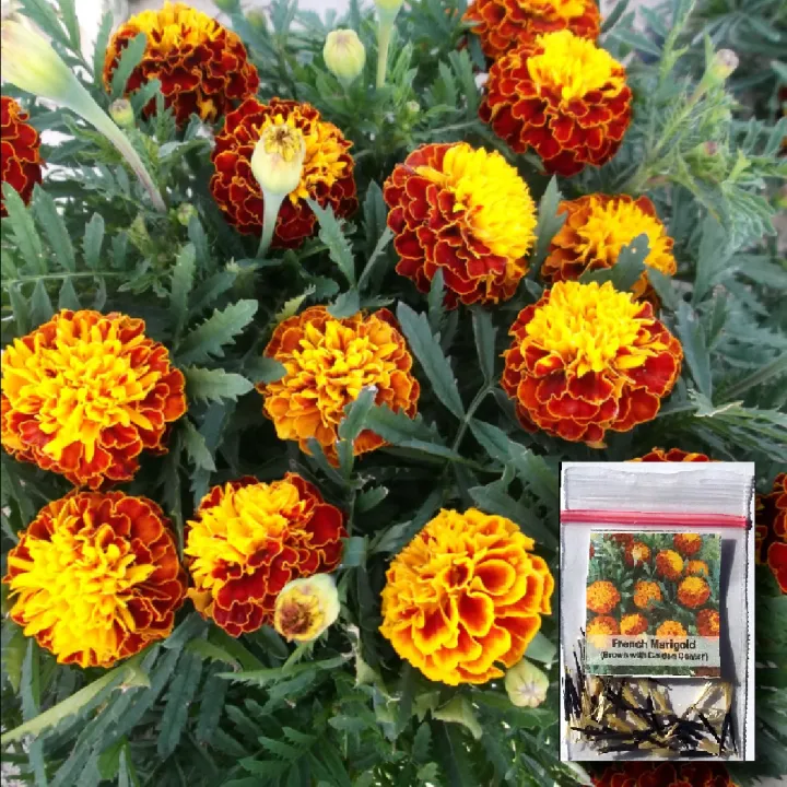 French Marigold Bonanza Red Brown with Golden Center 20 Seeds | Lazada PH
