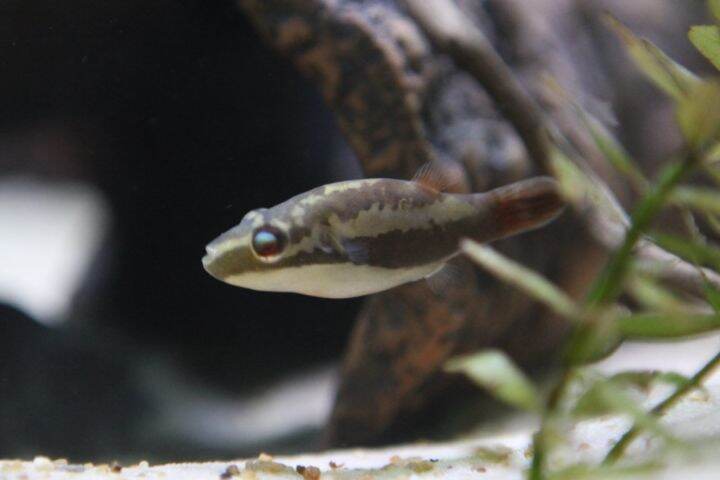 【Fresh Aqua】 RED EYE RED TAIL PUFFER | Lazada