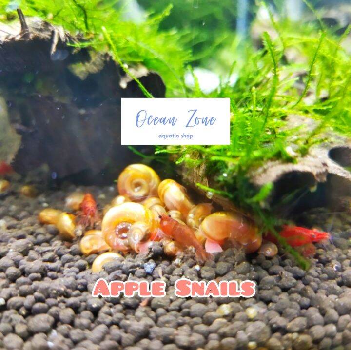 【Ocean Zone】20 pcs of Apple Snails - Tank Cleaner/Algae Eater ...