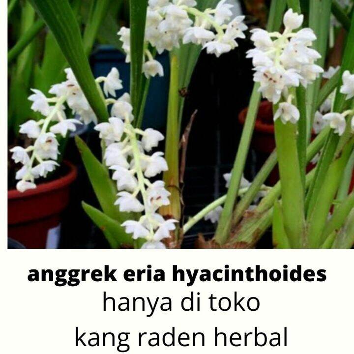 anggrek eria hyacinthoides/anggrek hutan wangi dan harum | Lazada Indonesia