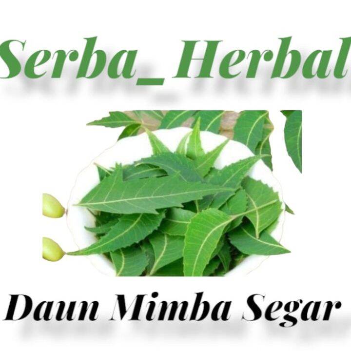 Daun Mimba Segar 500grm Daun Mimba | Lazada Indonesia
