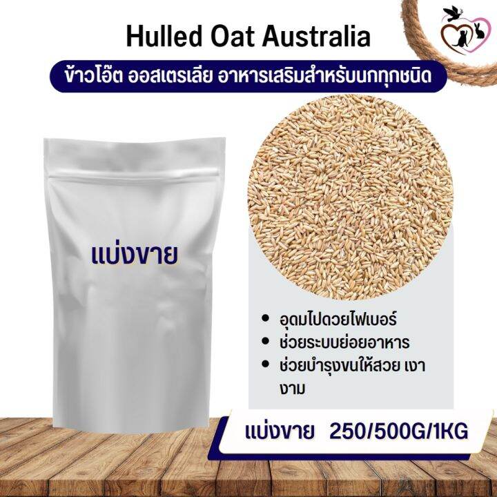 ข้าวโอ๊ต ออสเตรีย Oat Rice อาหารนก กระต่าย หนู กระต่าย กระรอก ชูก้า และ ...