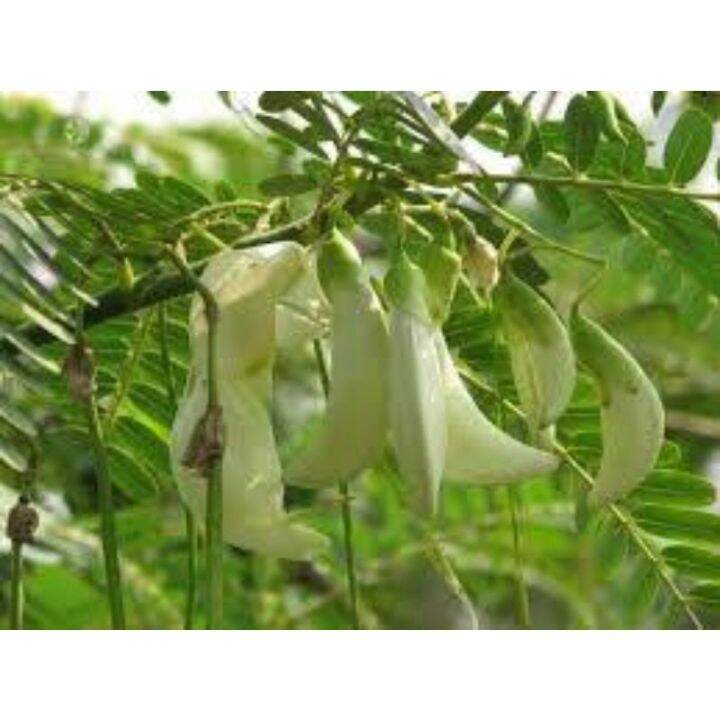White Katuray Nonstop Flowering seeds | Lazada PH