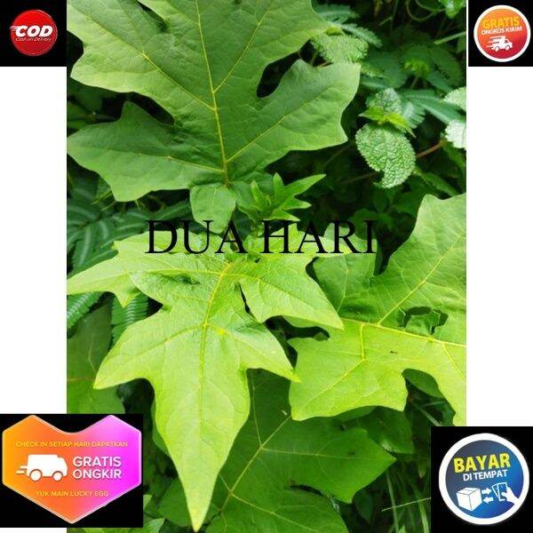 promo daun cepokak atau takokak segar 500gram segar langsung petik ...