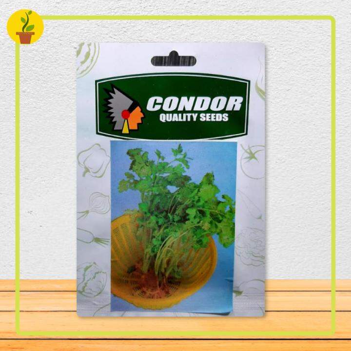 Kinchay Seeds (Catmon Variety) [10 Grams Packet] - Condor By: Cultivera ...