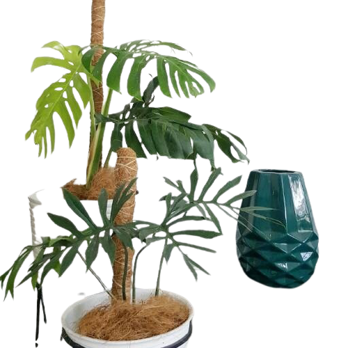 Turus Penyangga Tanaman Panjang 100 cm Turus Untuk Tanaman Rambat ...