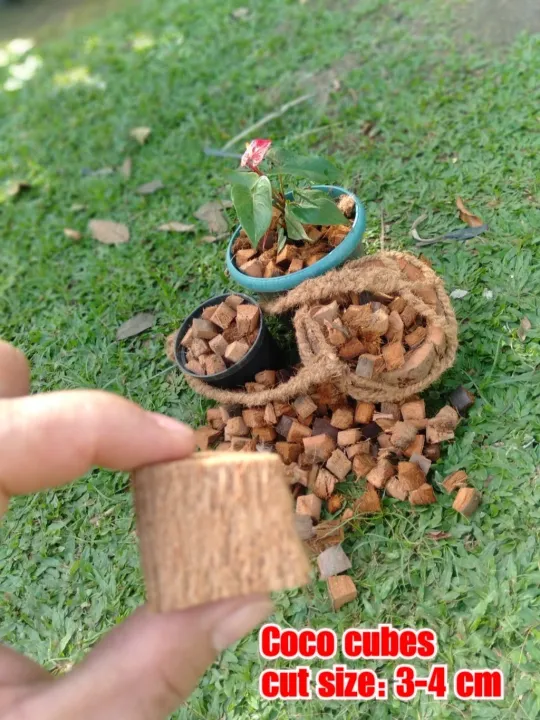 3-4cm 250grams COCONUT CUBES | High Quality Coco Cubes for your plants ...