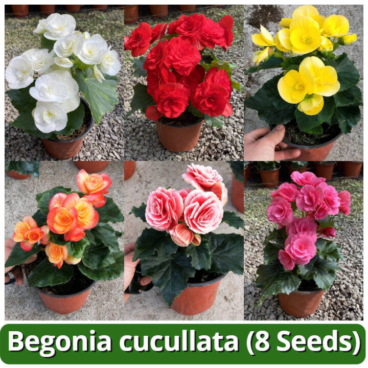Rare Begonia Seeds for Sale (8 Seeds) Assorted Begonia Cucullata Bonsai ...