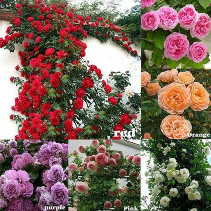♙Biji Bunga - Bunga Ros Menjalar Flower Seed - Climbing Rose 花种子 - 爬藤蔷薇 ...