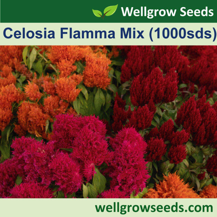 Celosia Flamma Mix (1000sds) Flower Seeds Wellgrow Seeds | Lazada