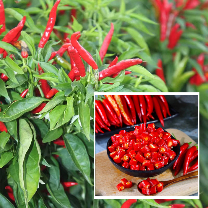 100 Seeds/pack Siling Labuyo Hybrid - Hot Pepper Taiwan Chili / Siling ...
