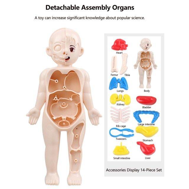 Kid Montessori 3D Puzzle Anatomy Doll Educational Learning Organ ...