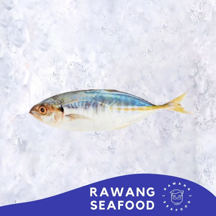 Selar Fish 色拉鱼 1kg Ikan Frozen Seafood Fresh Makanan Laut Sejuk Beku ...