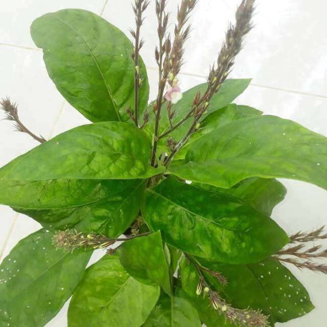 Daun gempur batu segar 500 gr | Lazada Indonesia