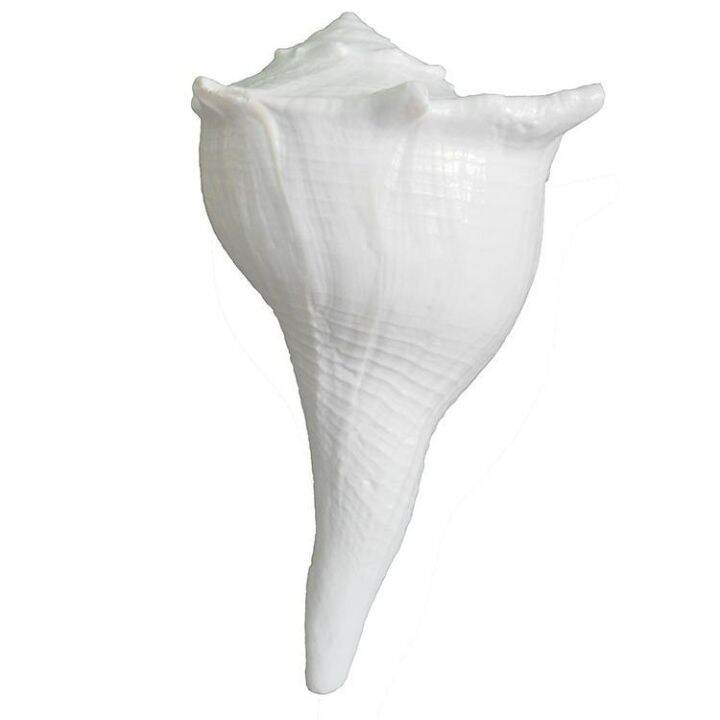 Dakshinavarti Shankh Original Valampuri Sangu Dakshin Mukhi Shankh for ...