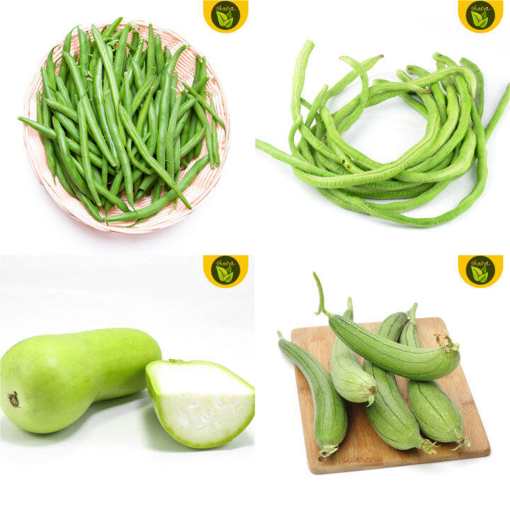 All in! 4 in 1 High Quality Vegetable Seeds: Baguio Beans Sitaw Patola ...