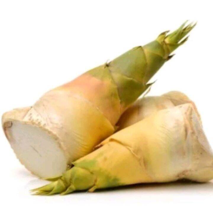 Rebung bambu kuning asli original paket 1 kg | Lazada Indonesia