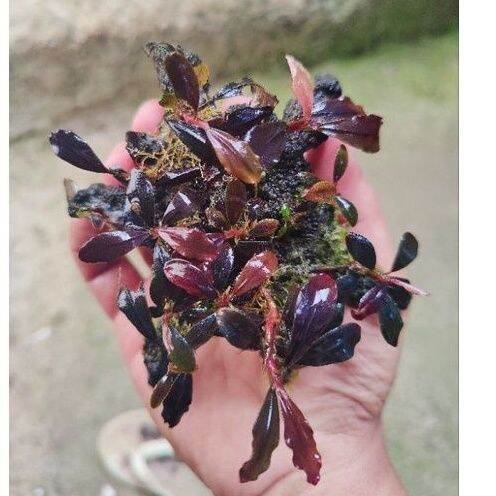 BUCEPHALANDRA RARE QUALITY SPECIES / BUCEP / AQUATIC PLANT / PLUS ...