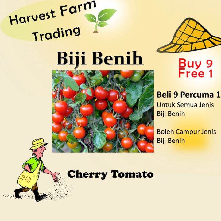 Biji Benih Cherry Tomato 15 Biji Vegetable Seed Tomato Ceri小番茄种子 Family ...