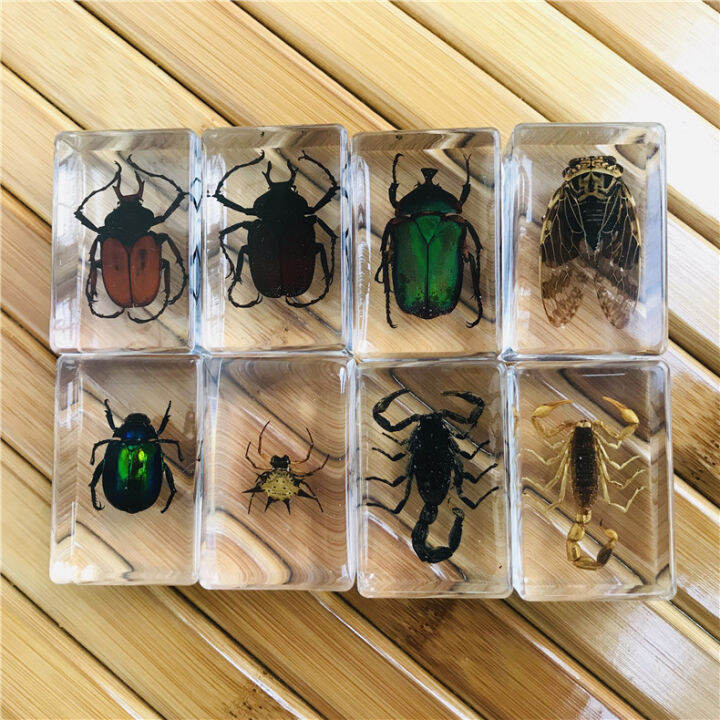 Resin Transparent Insect Specimen Ladybug Scorpion Beetle Educational ...