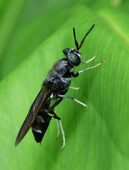 BSF Frass/ Bio Fertilizer/ Organic Fertilizer/ Fertiliser/ Baja Organik ...