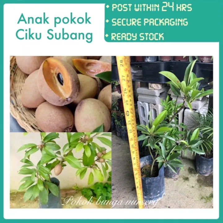 PBN - ciku subang - anak pokok bunga nursery fruit sapling fruits buah buahan tree outdoor tanam ...