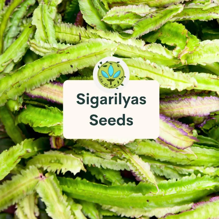 Sigarilyas Winged Bean Kalamismis Binhi Seeds | Lazada PH