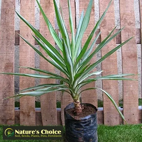 Silver Yucca Plant with FREE garden soil, plastic pot and marble chip ...
