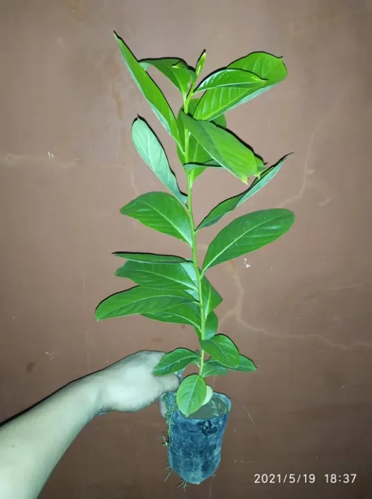 Banaba seedling (LIVE) | Lazada PH