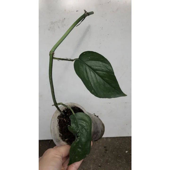 Epipremnum pinnatum live plant climbing split leaf local monstera ...