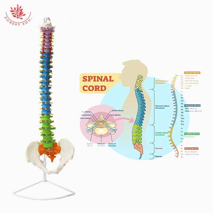 FRT016 Flexible PVC Material 85cm Human Spine Model Colored Include Two ...